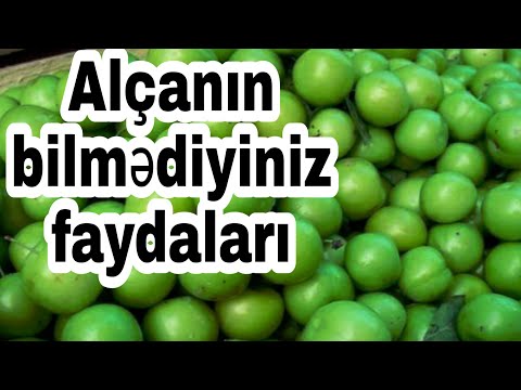 Alçanın faydaları və bir çox xəstəliklərə qarşı qüvvətləndirici rolu