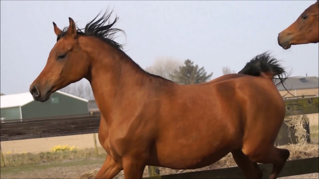 The beauty of Russian Arabian Horses - YouTube