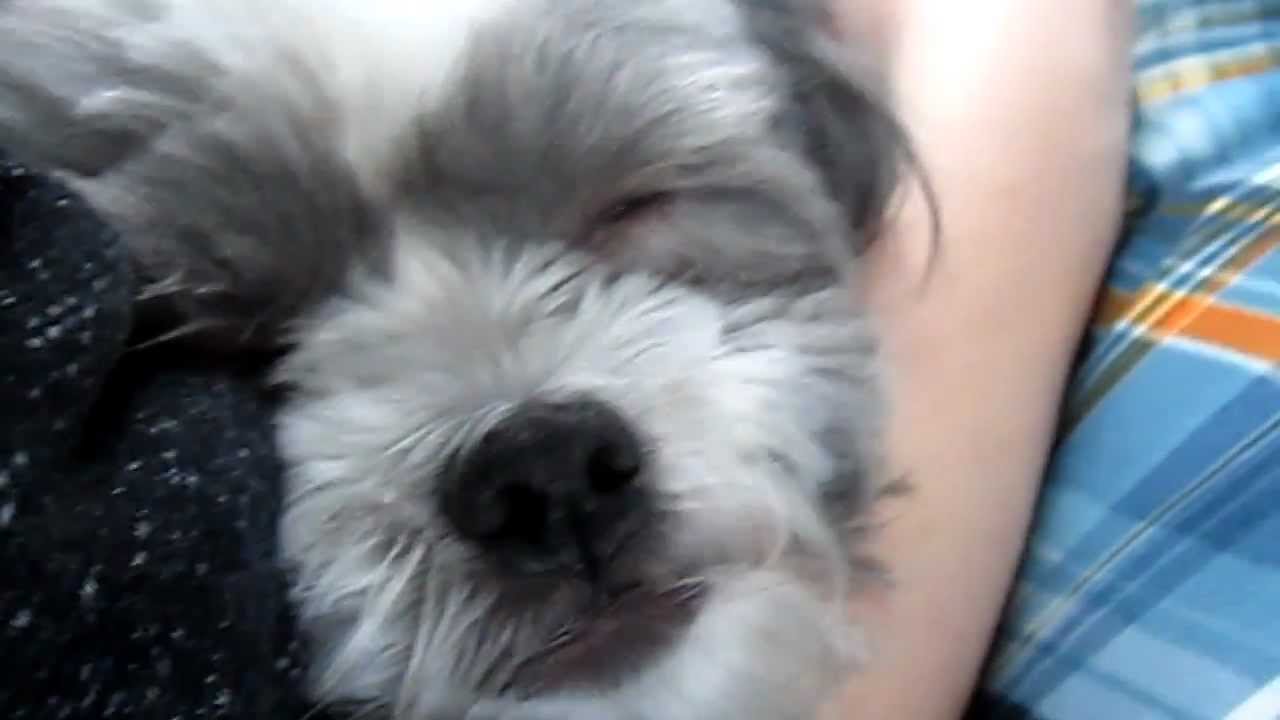 Cute shitzapoo Sleeps - YouTube