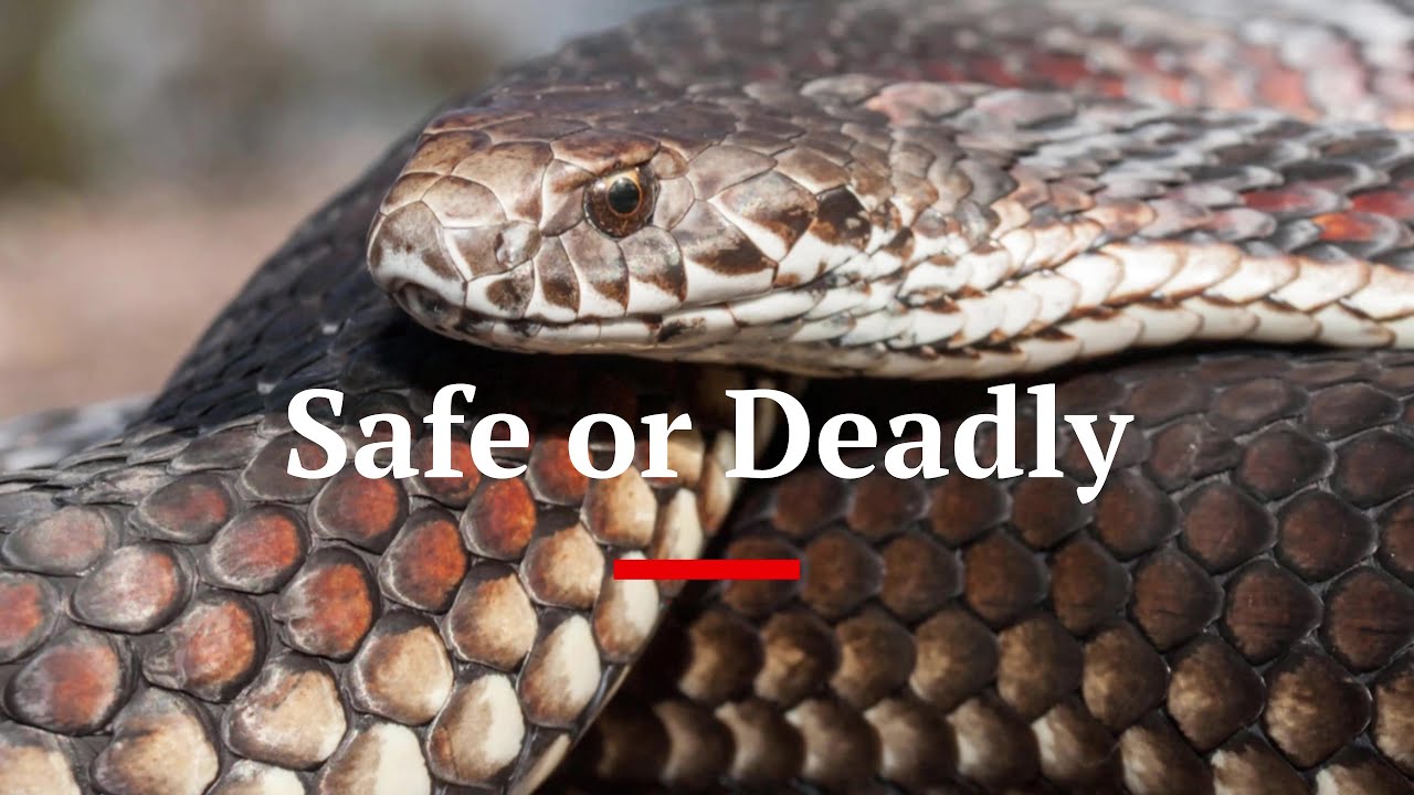 Slithering Secrets | Venomous or Non Venomous - YouTube