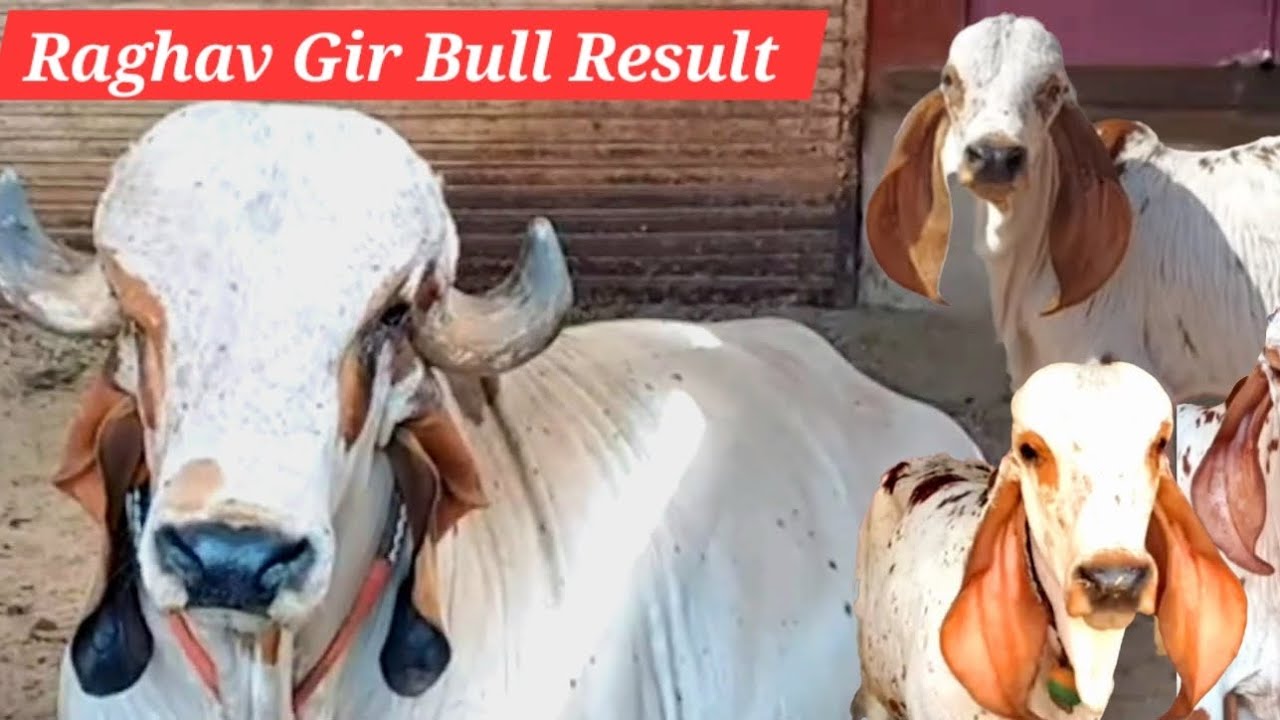 Raghav Gir Bull Pedigree And Result # biggest dairy farm in gujarat ...