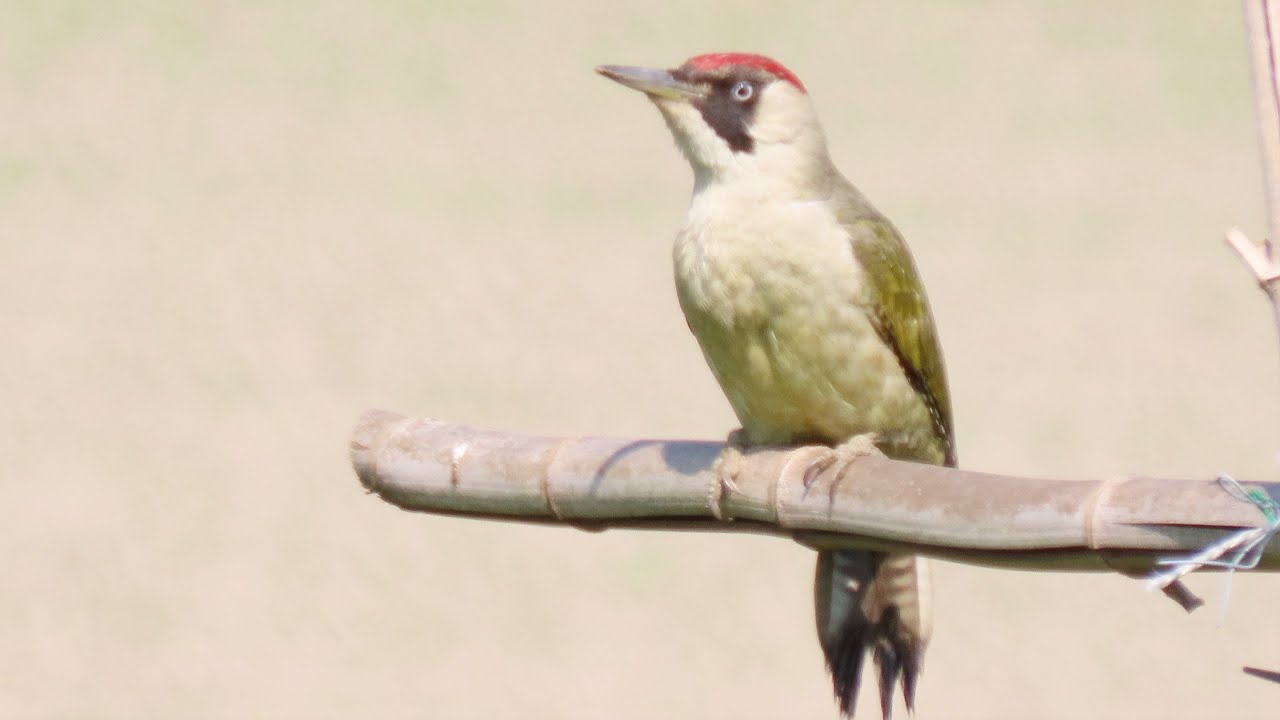 Compilatie groene specht - YouTube