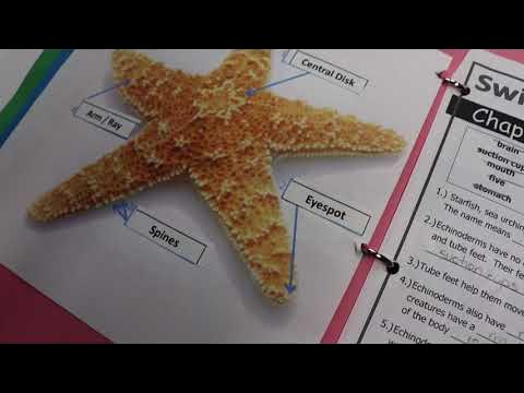 Apologia Sea Creatures ~ Student Notebook - YouTube