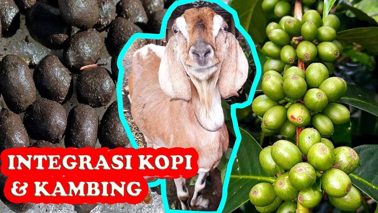 INTEGRASI TERNAK KAMBING & TANAMAN KOPI | Pertanian Terpadu | Sumber ...