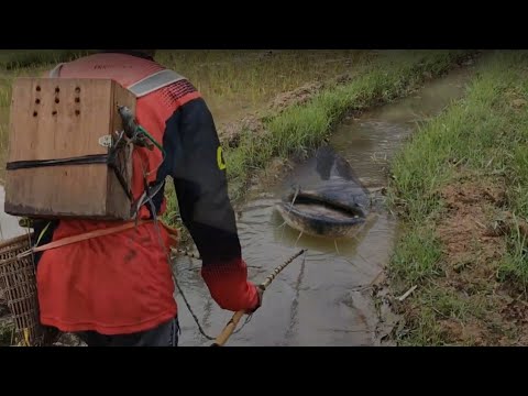 Strum Ikan Elektrik di Sungai Persawahan dapat ikan Besar - YouTube