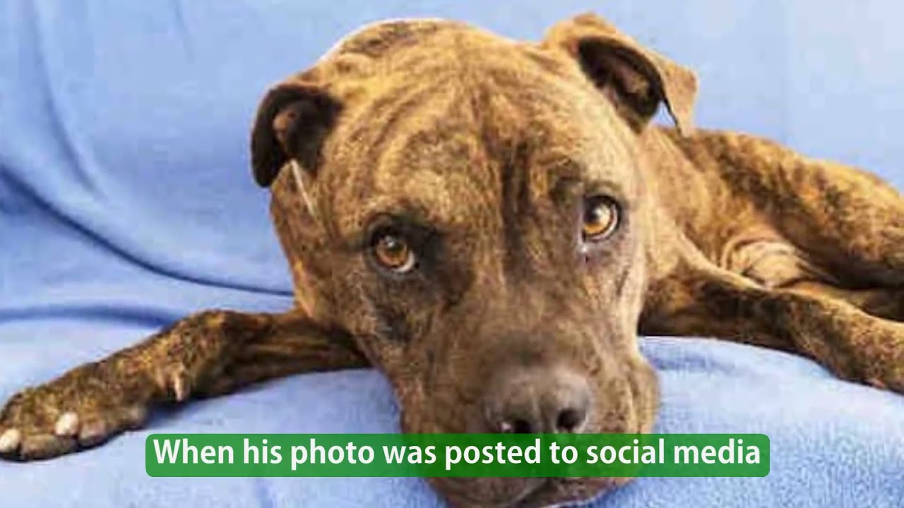 Heartbroken Shelter Dog Stops Eating Because No One Wants Him YouTube heartbroken-shelter-dog-stops-eating-because-no-one-wants-him-youtube