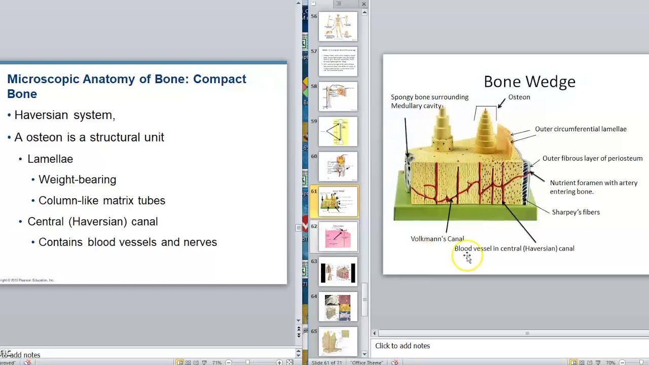 Bone Video 4 Bone Histology A - YouTube