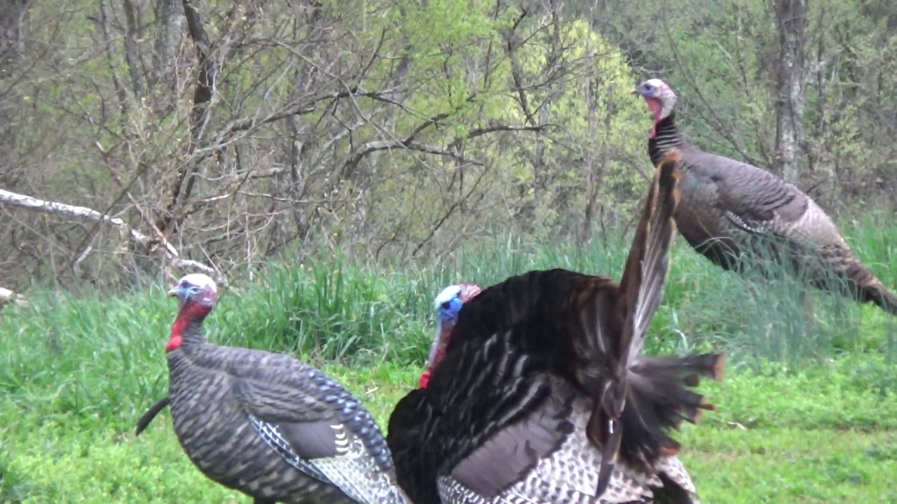 West Virginia and Pennsylvania Turkey Hunt - YouTube