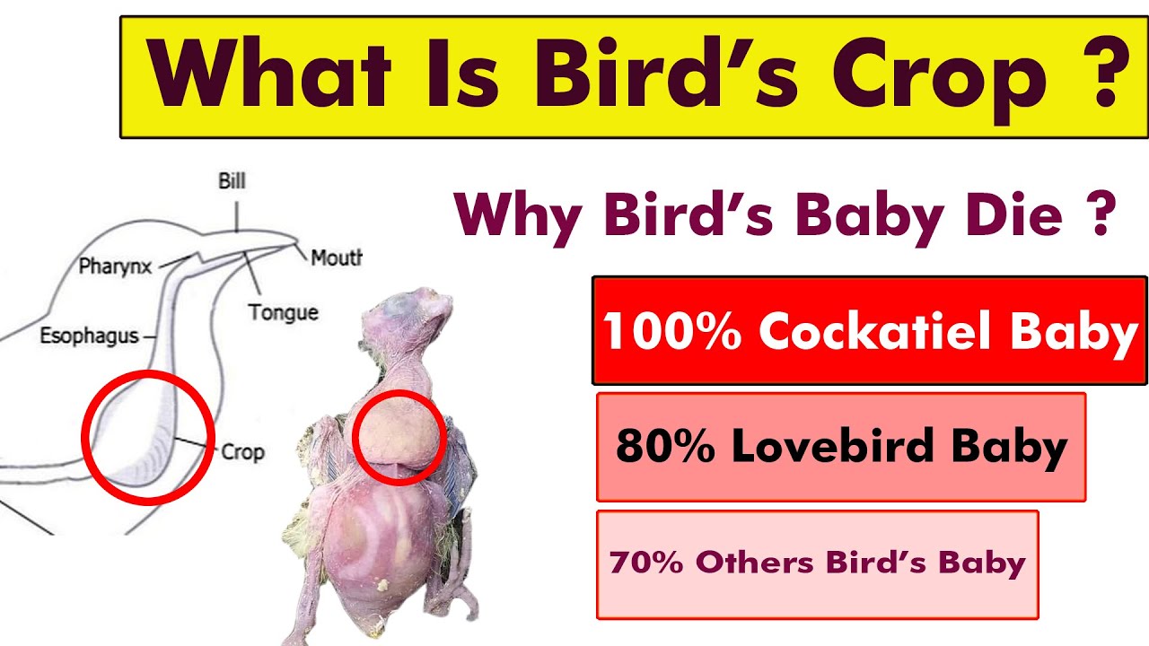 Why Birds Baby Die ? What Is Bird’s Crop ? Special Episode . - YouTube