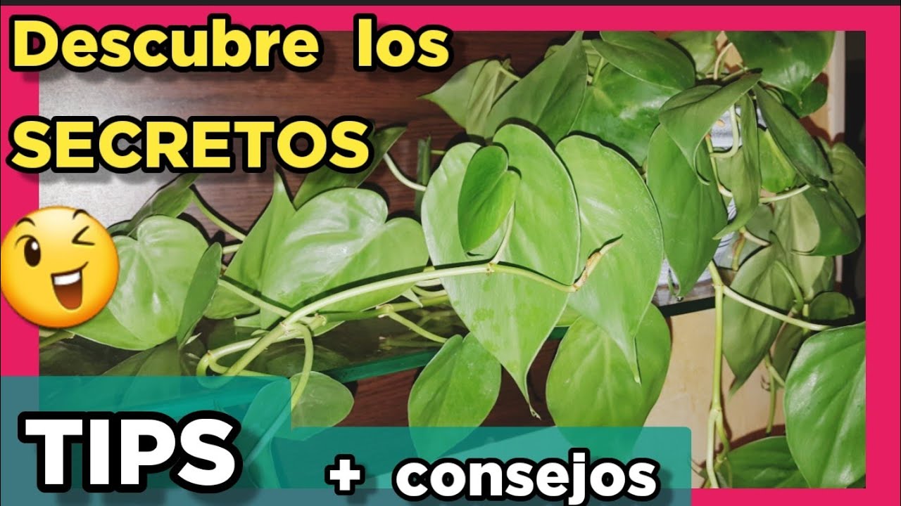 🔥 12 TRUCOS para tener un Philodendron scandens SALUDABLE y FRONDOSO ️ ...