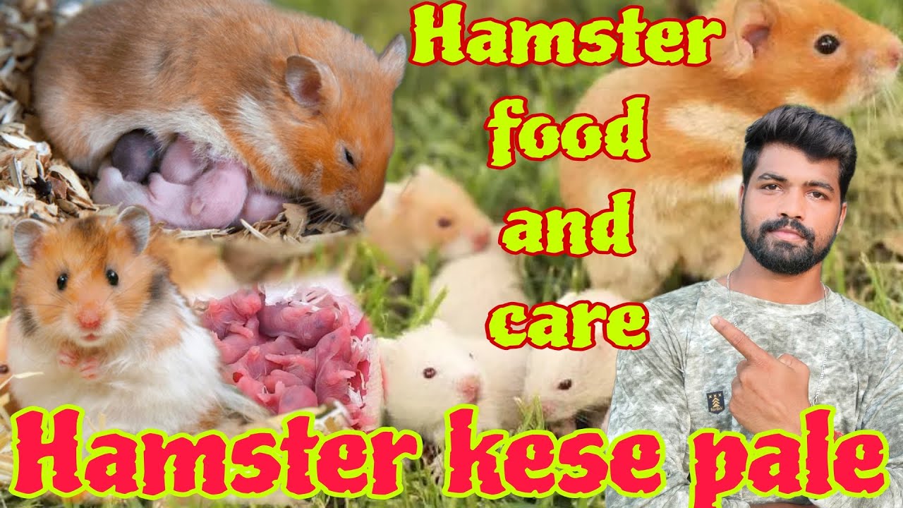 Hamster Food And Care Pahli Bar Hamster Kaise Pale Setting Up A ...