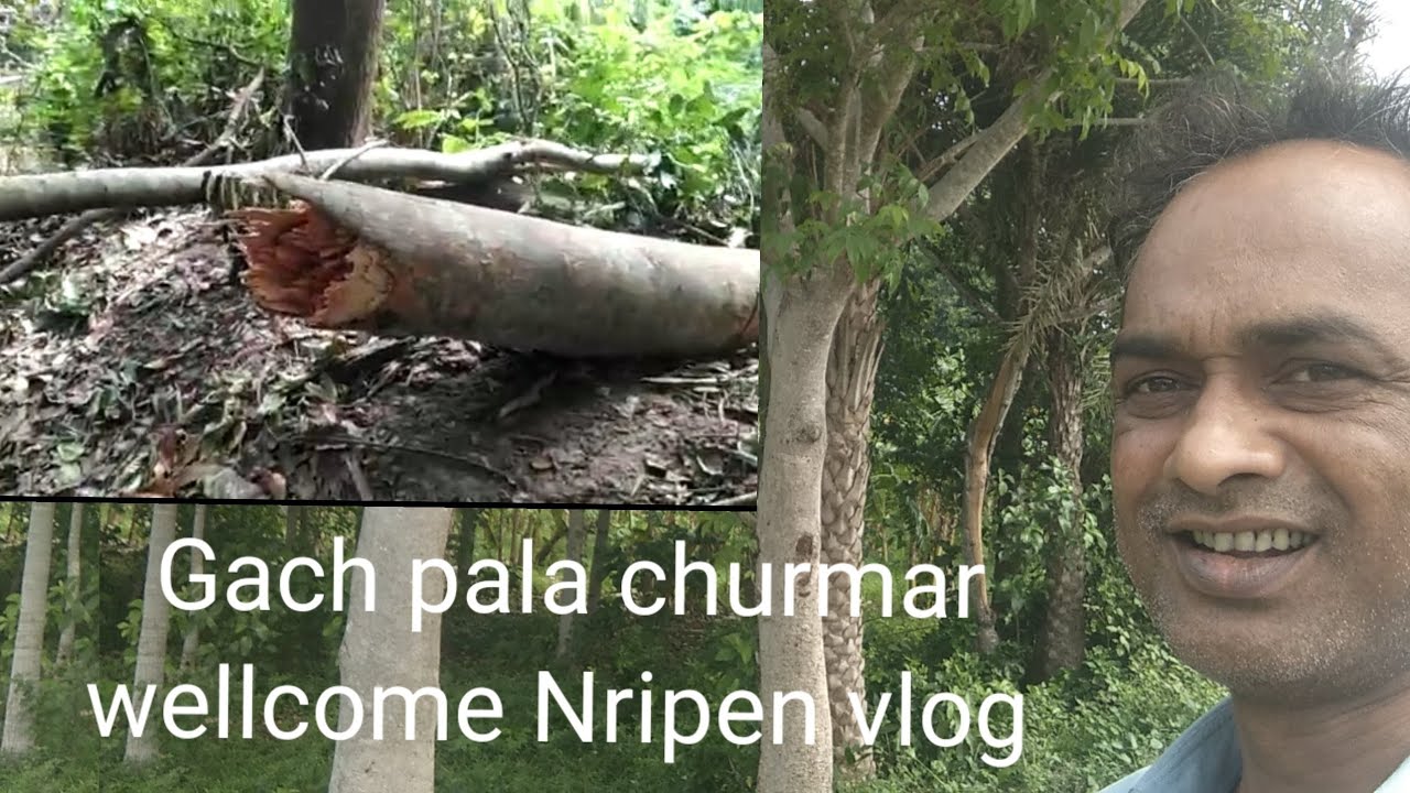 Gach pala vanga churmar ll wellcome Nripen vlog - YouTube