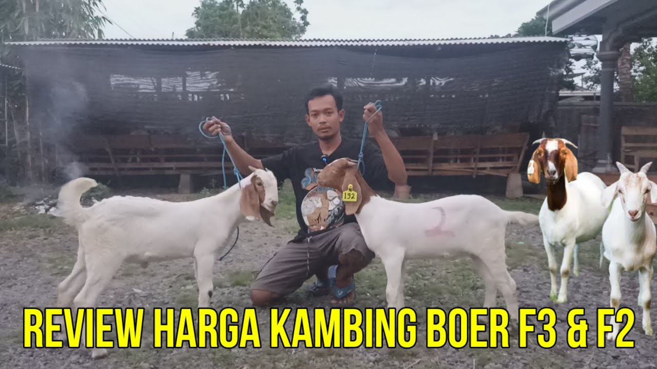 PANEN CEMPE DAN REVIEW HARGA KAMBING BOER DI PRASODJO FARM KEDIRI - YouTube