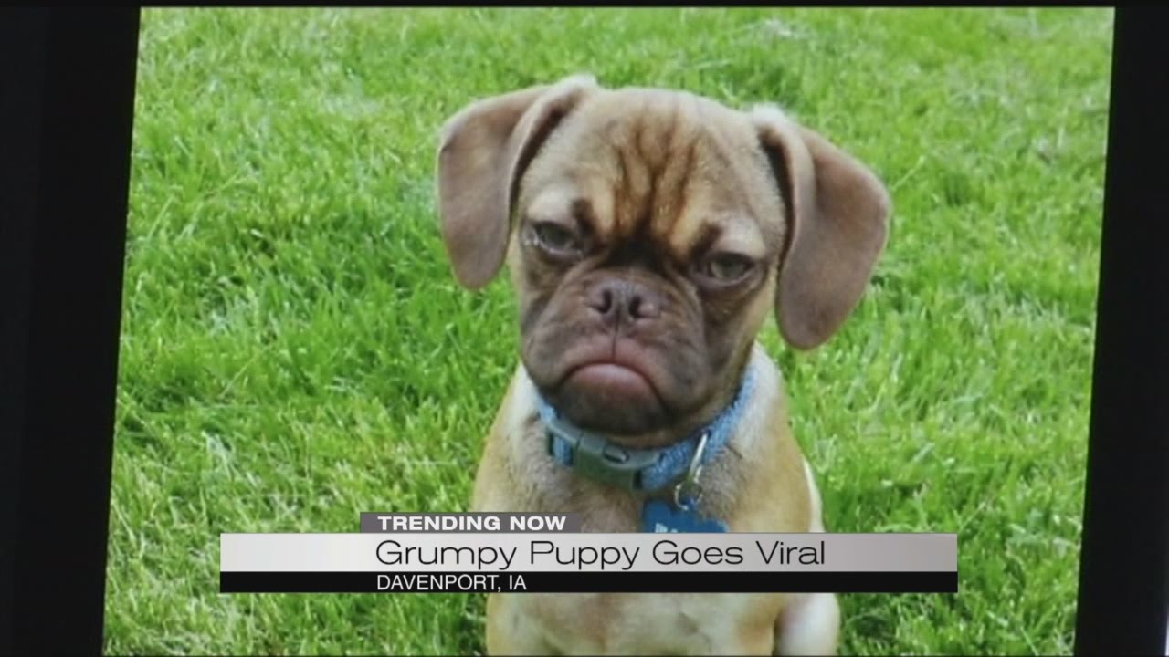 Earl the grumpy puppy - YouTube