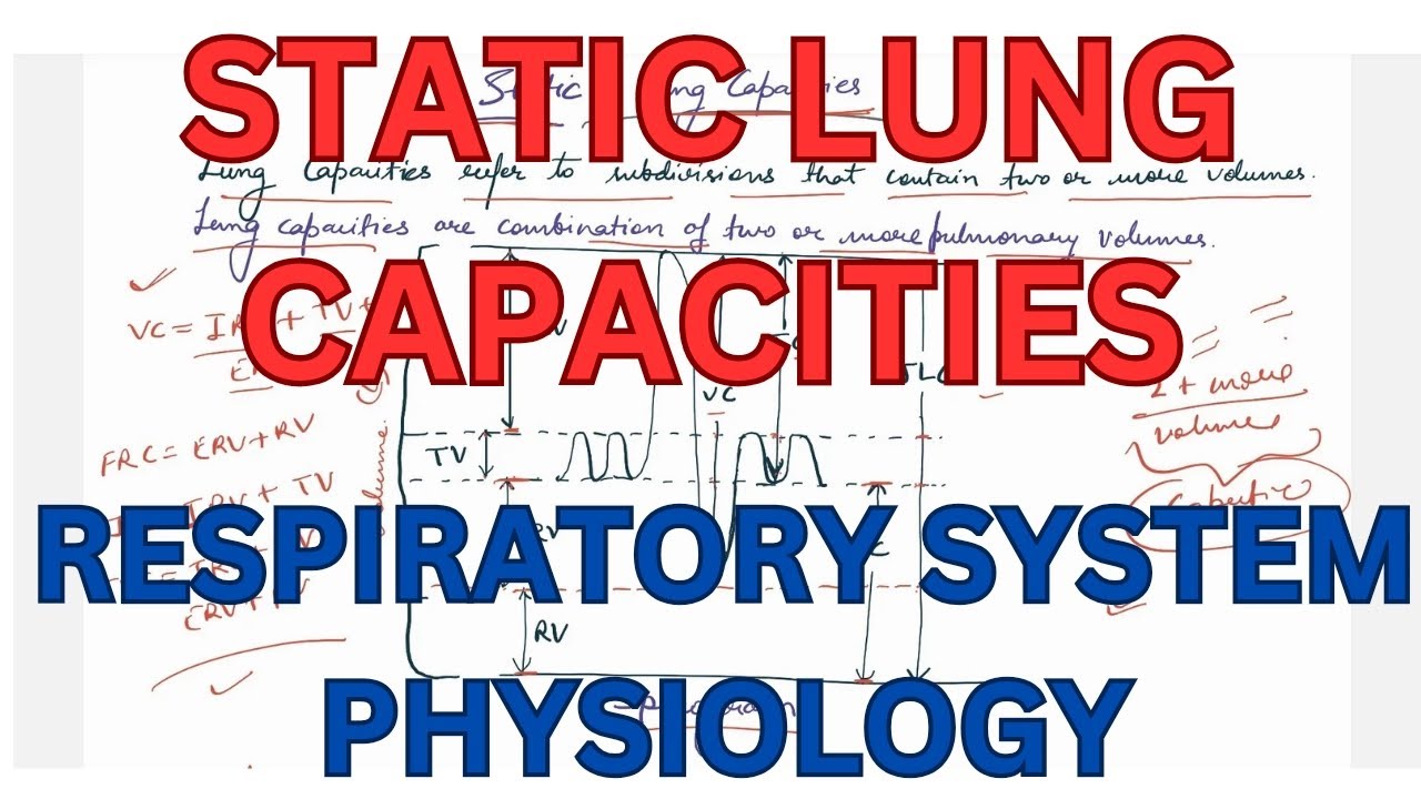 STATIC LUNG CAPACITIES, Respiratory system, Telegram https://t.me ...