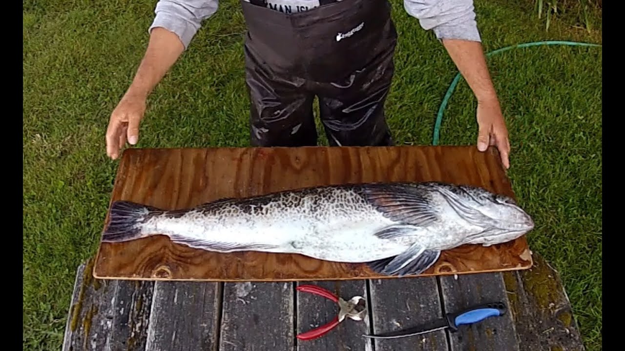 second to the last day of Lingcod season, I ended up with this. June ...