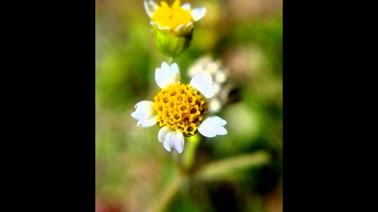 August Wildflowers (New Brunswick, Canada) 2014 - YouTube