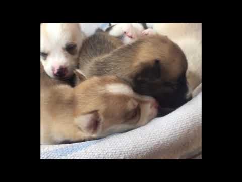 Husky and Aspin | Huspin Puppies | Part 1 - YouTube