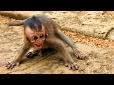 TOP CRY MUCH SCARE, Baby monkey crying seizure for mom, Baby Maddix ...