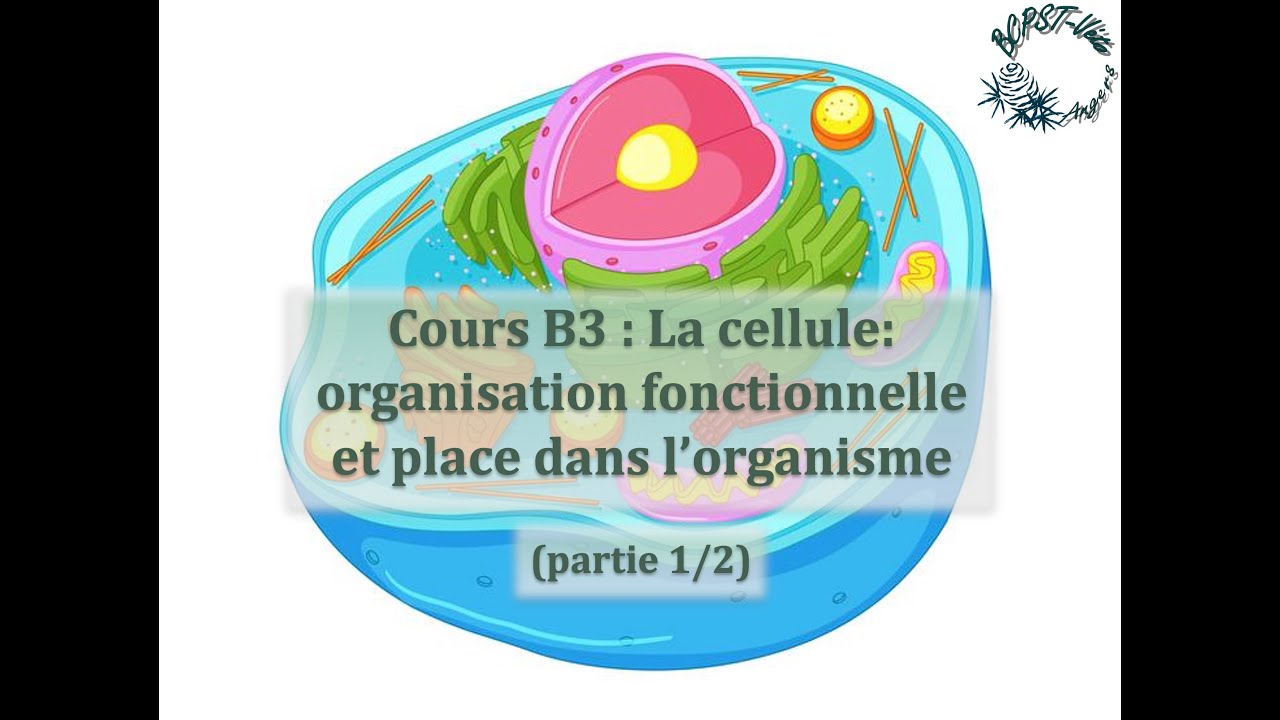 Cours B3 : La cellule (1/2): membrane plasmique et matrice ...
