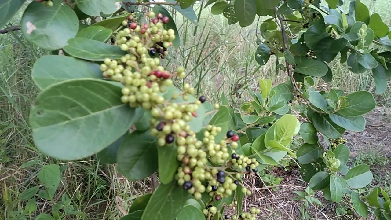 binayuyu/arusip - YouTube