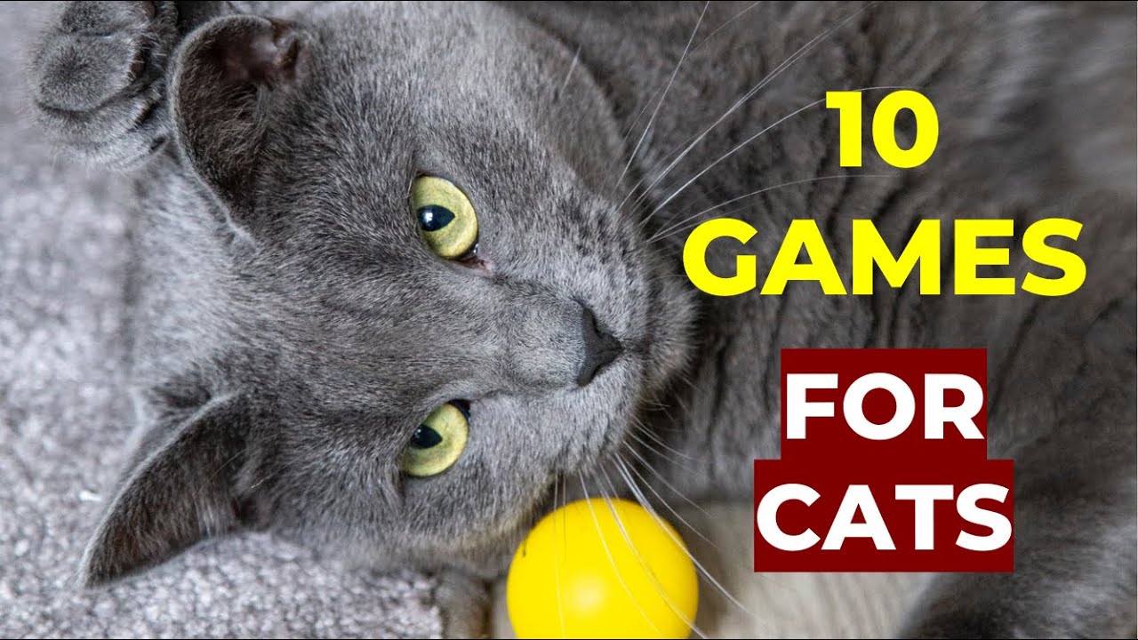 Play with Cats | 10 Simple Interactive Games - YouTube
