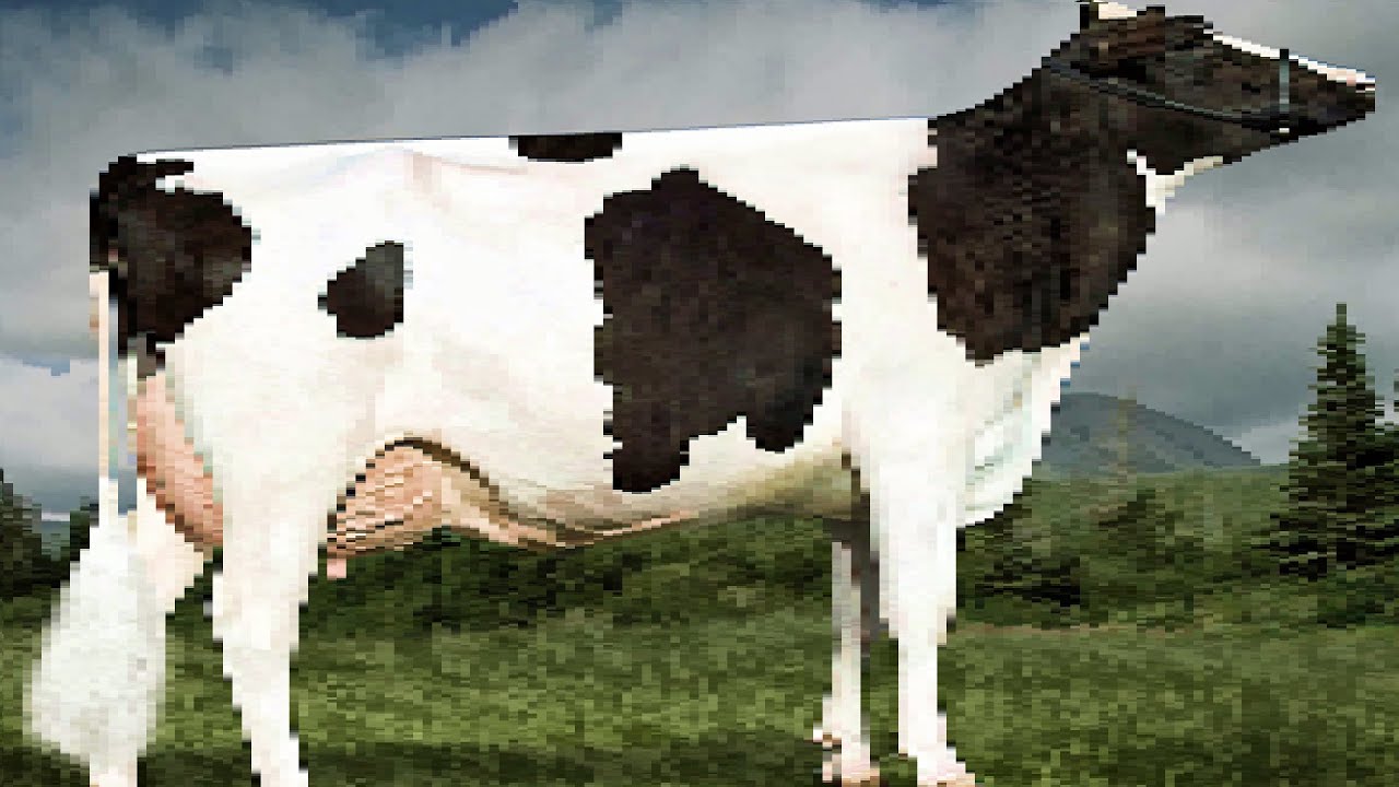 polish cow real life - YouTube