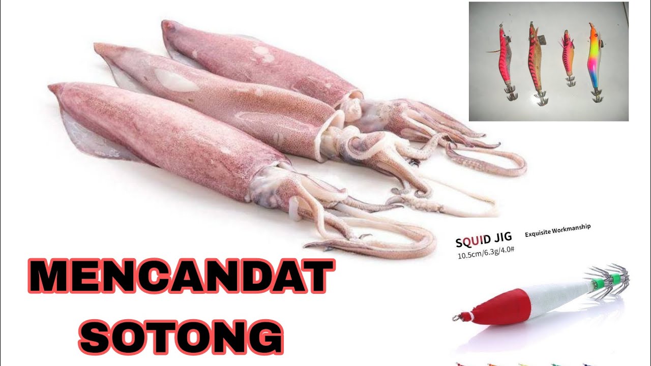 TIPS DAN PANDUAN UNTUK MENCANDAT SOTONG - YouTube