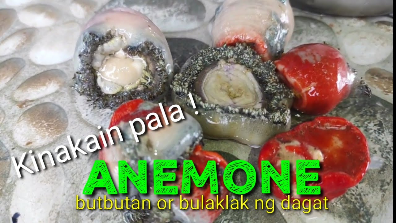 ANEMONE, BUTBUTAN, BULAKLAK NG DAGAT - YouTube
