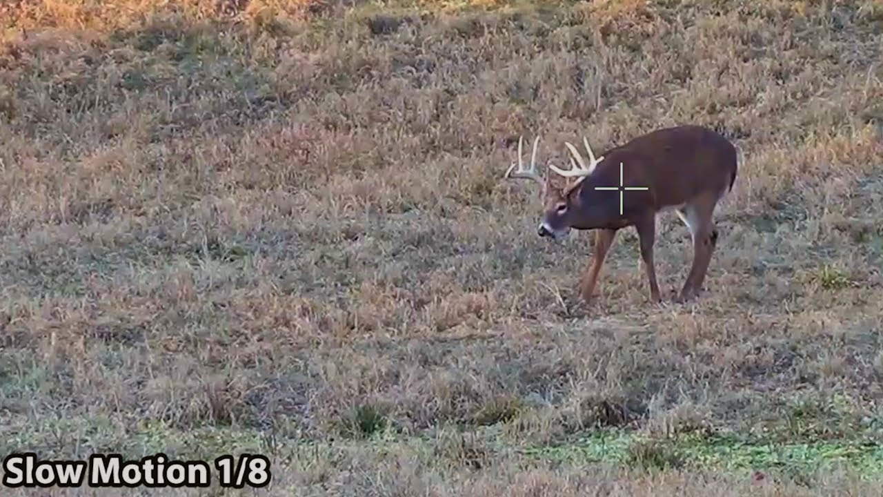 MONSTER 12-point Whitetail Buck | Muzzleloader Hunt - YouTube