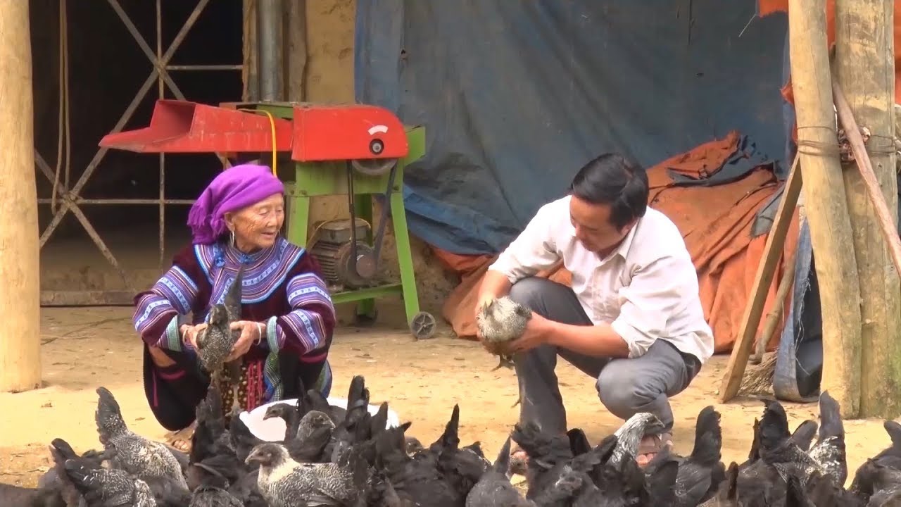 Bảo tồn và phát huy giá trị giống gà đen H’Mông - YouTube
