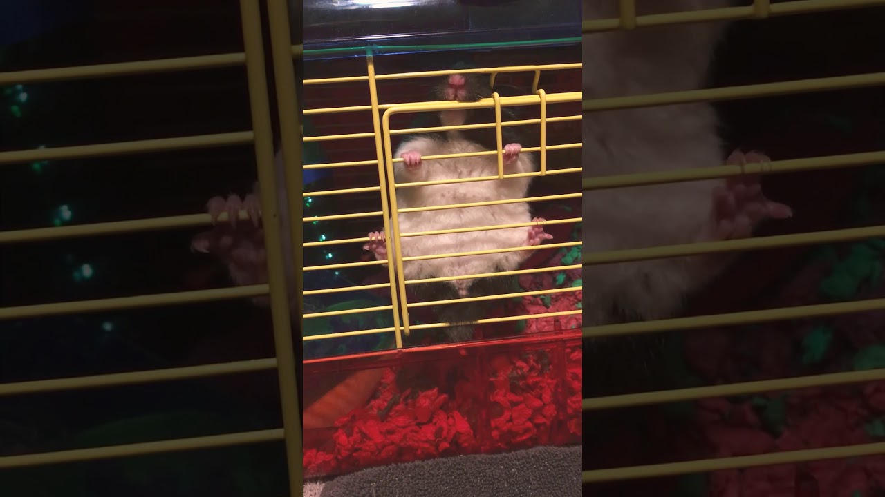 Samuel the hamster - YouTube