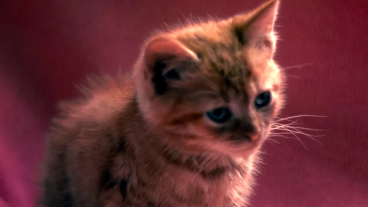 Playing with my kitty - YouTube