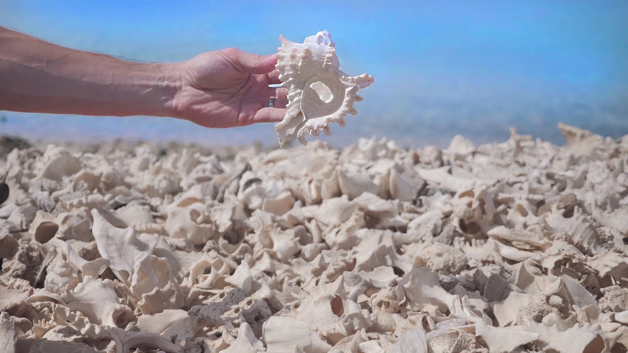 This Island In The Red Sea Is Covered in Shells?? | SAUDI ARABIA - YouTube