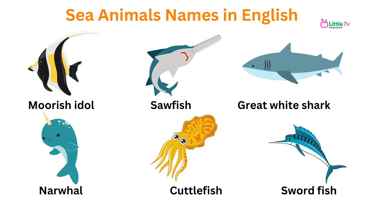 Learn Sea Animal Names🐋| Sea Animals for Kids to Learn | Sea Animals ...