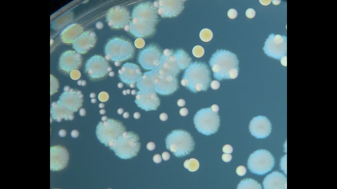 Bacteria All Around Us - YouTube