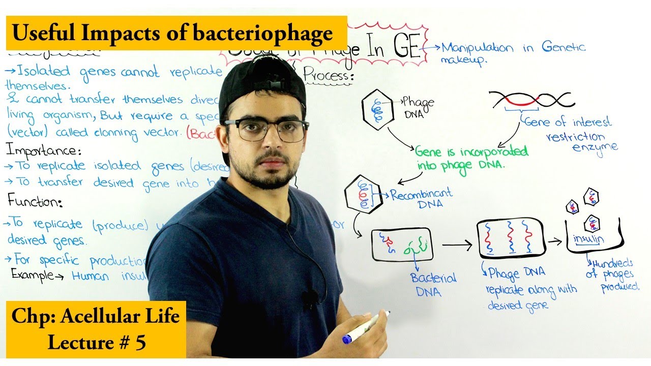 Usage of bacteriophage in Genetic engineering - YouTube