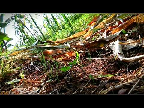 Kebun jagung - jagung semok | Kunjungan ke kebun jagung