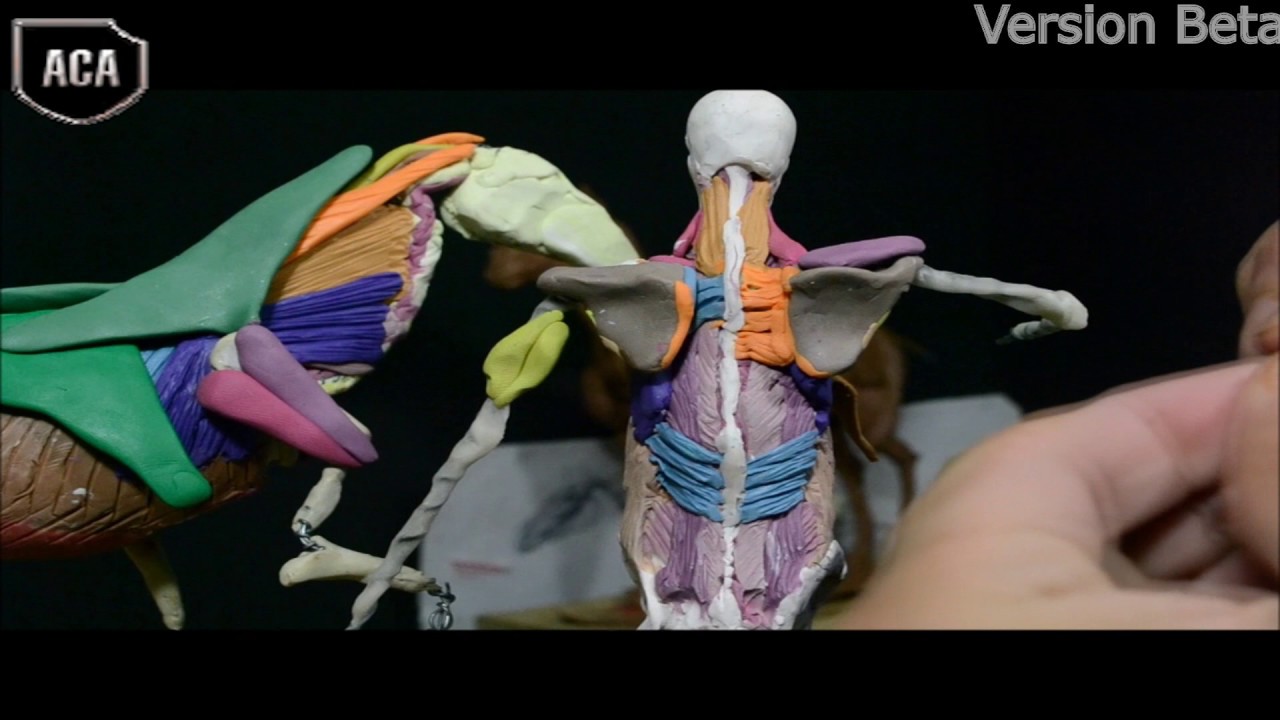 humano- caballo anatomia en color 01 - YouTube