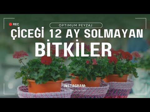 ÇİÇEĞİ 12 AY SOLMAYARAK GÖRSEL BİR ŞÖLEN YARATAN BİTKİLER !