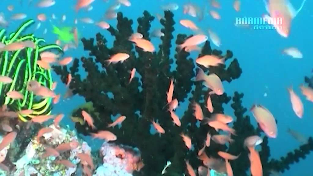 Acanta - Latin Feelings - Into The Ocean - YouTube