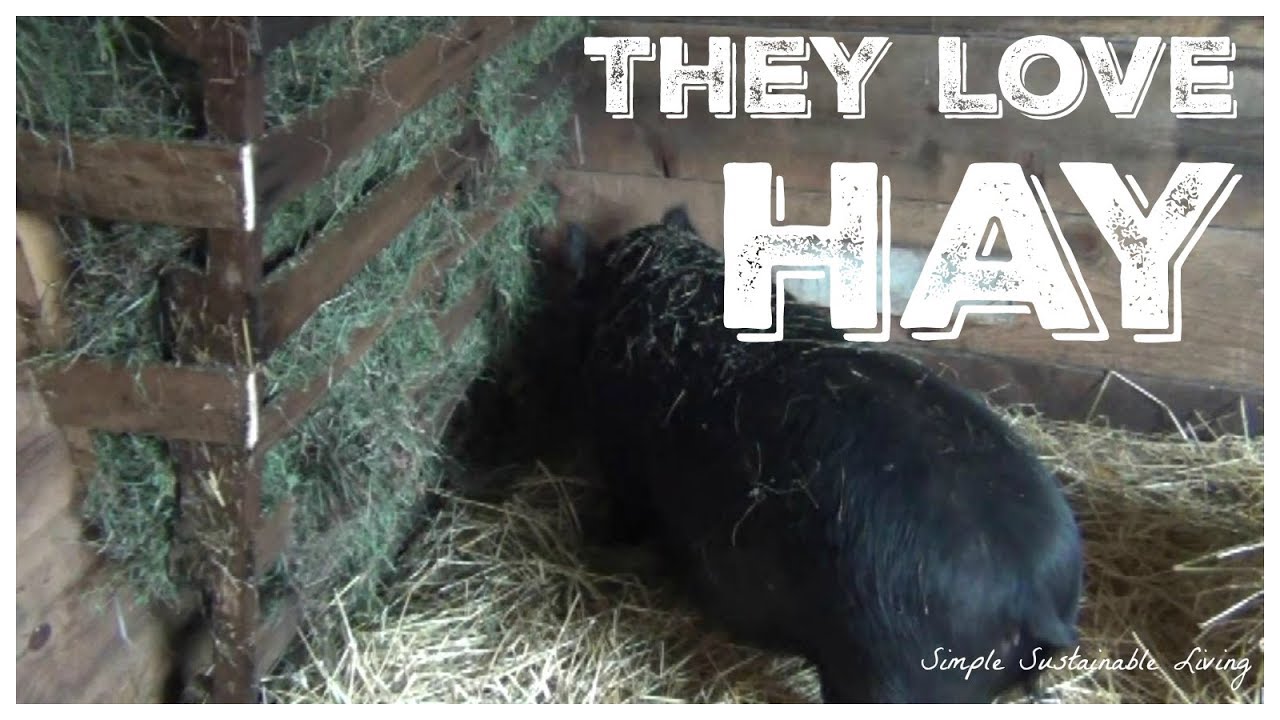 These Pigs Eat Almost Entirely Hay Instead of Grains - YouTube
