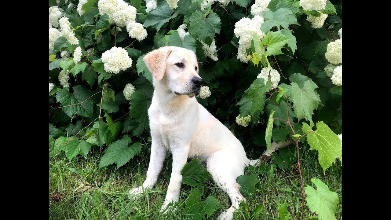 Puppy Training / Exposure - YouTube