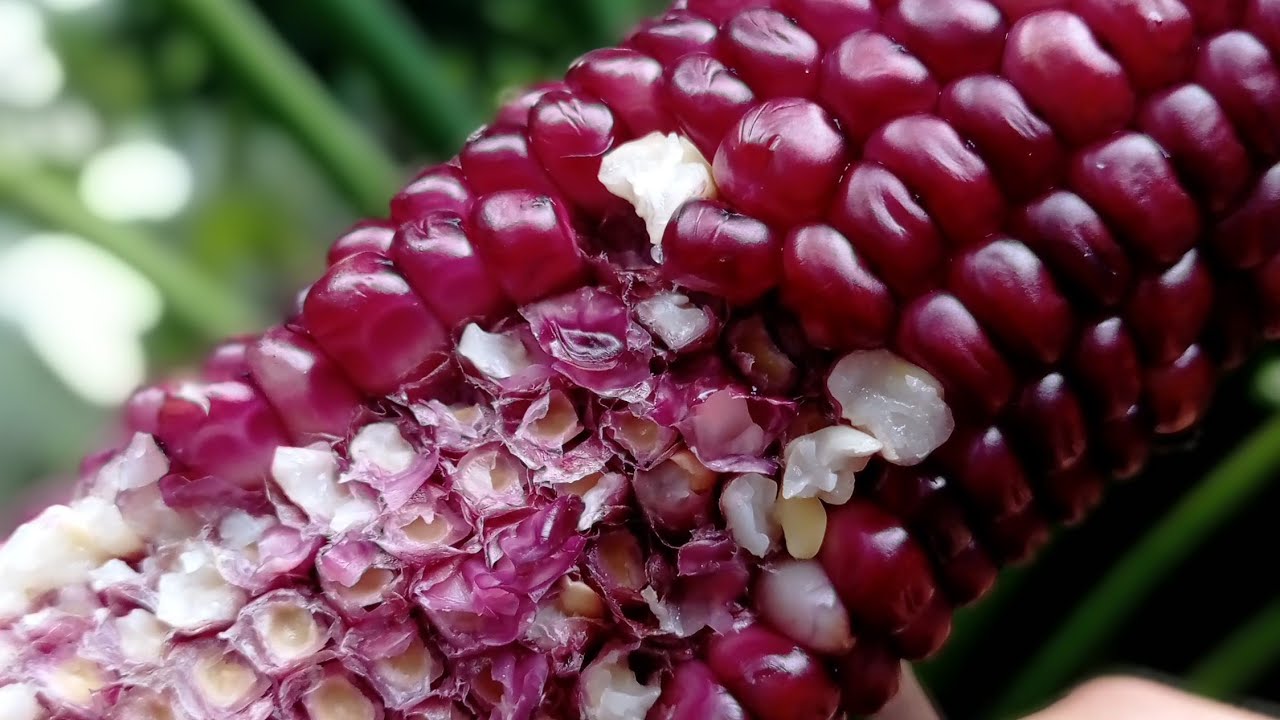 Sweet Purple Corn/Totong Roxy with her Classmate - YouTube
