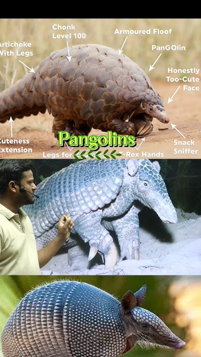 Pangolins vs Armadillo😱|🔥#science #facts #shorts - YouTube