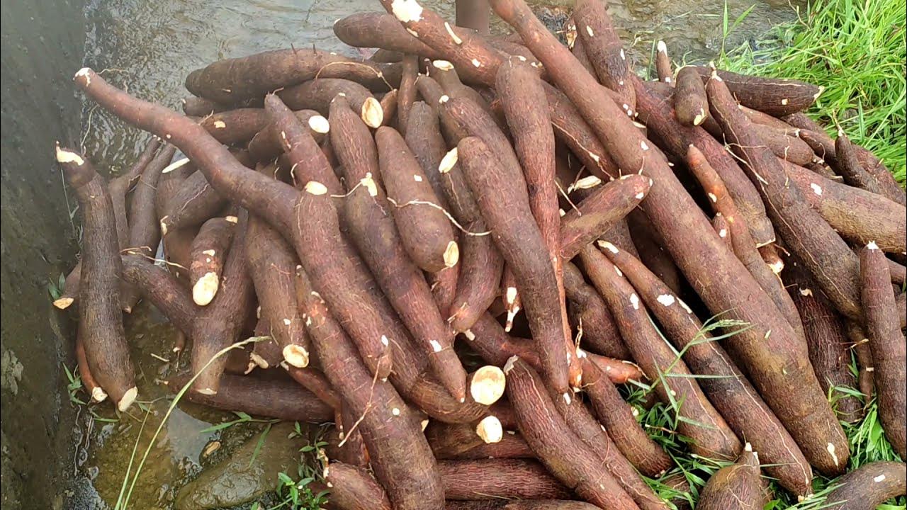 PAG-HARVEST NG KAMOTENG KAHOY | D' Green Thumb - YouTube