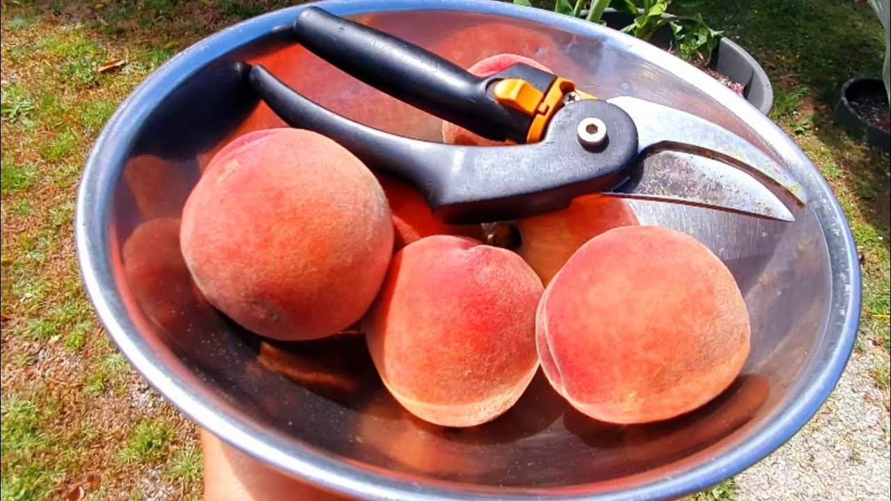 Super Dwarf Sunset Peach - Early Season Harvest - YouTube