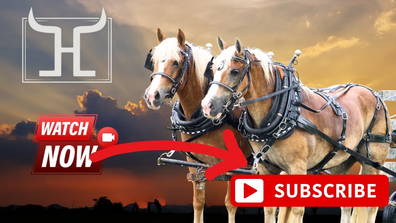 Meet the Haflinger Horse Team : A Unique Blend of Strength and Grace ...