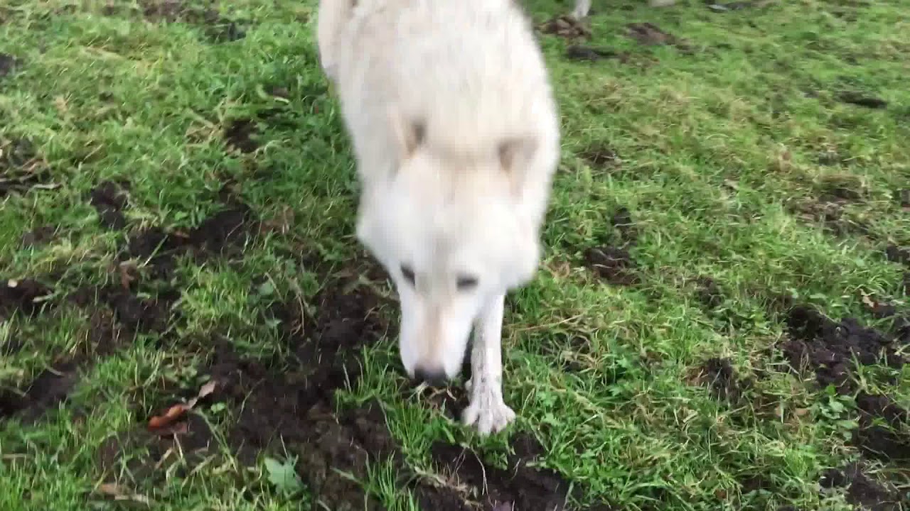 Wolfdog and Labrador having fun - YouTube