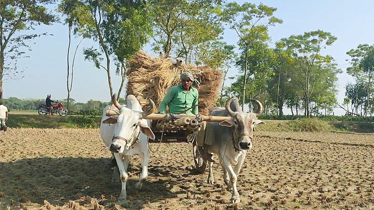 Bull cart heavy fully load stuck in mud // Cow Videos - YouTube